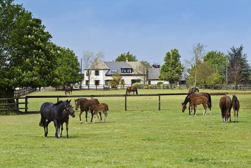 Stud Farms for Sale and to Rent - Windsor Clive Equestrian Property